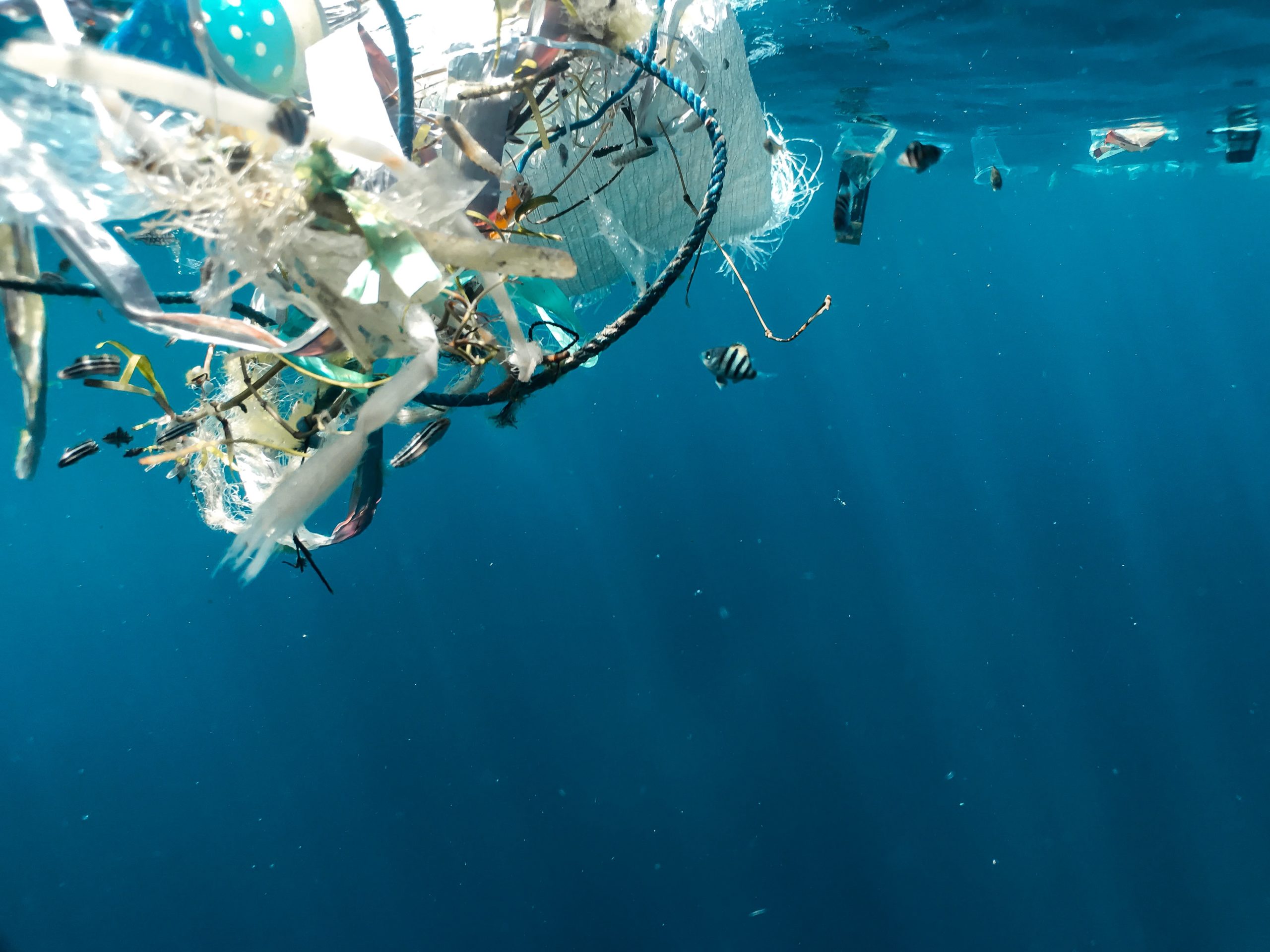 Meet Jellyfishbot, the robot that likes to eat sea trash