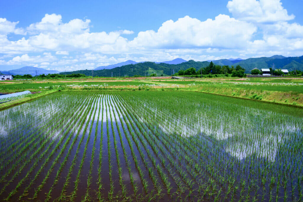 This Startup is Improving the Sustainability of Rice
